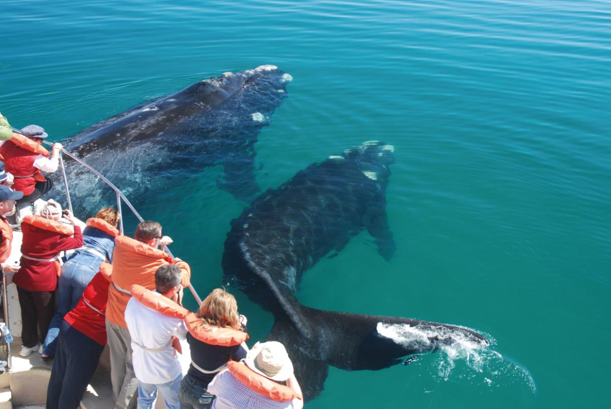 Avistaje de Ballenas desde Puerto Pirámides - Guía Turista Argentina
