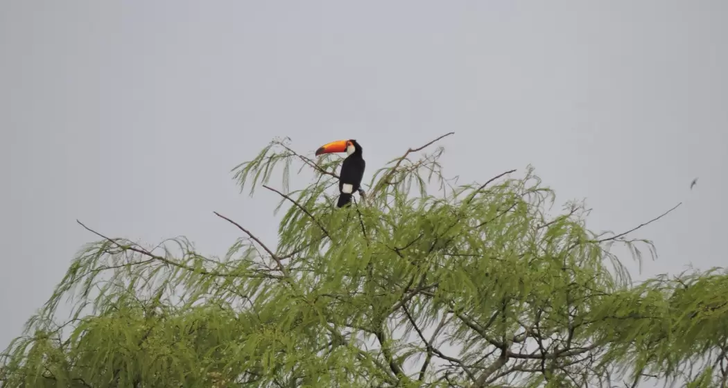 Avistaje de aves en Argentina: destinos ideales para observar fauna ...